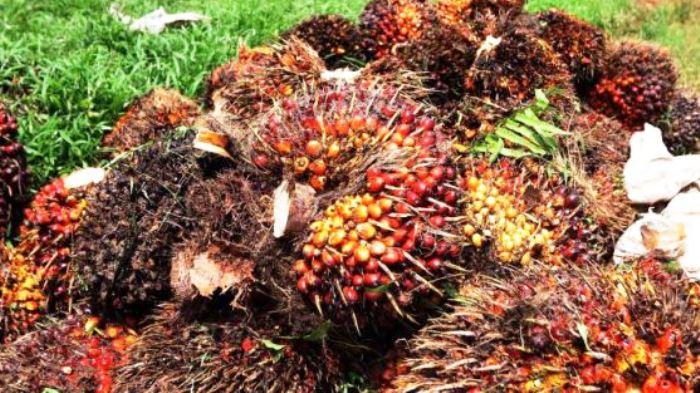 Bagi Hasil Inti Plasma Perkebunan Sawit Bakal Dibahas Regulasinya ...